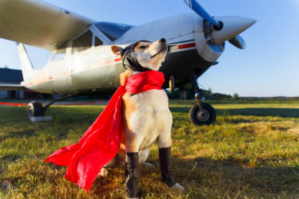 How To Fly Your Pet Overseas - The Well Traveled Road